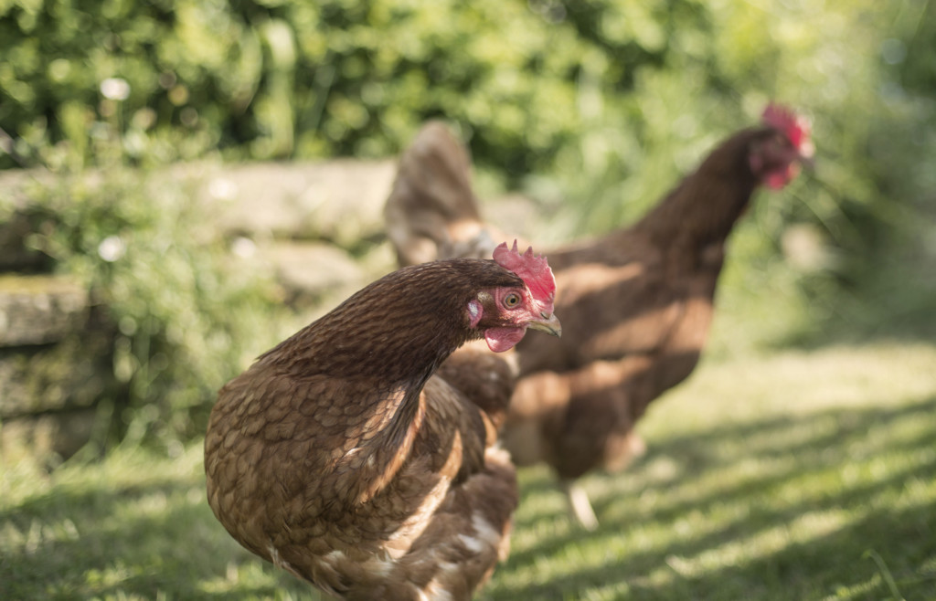 free-range-chickens - 毛寧 MAONING